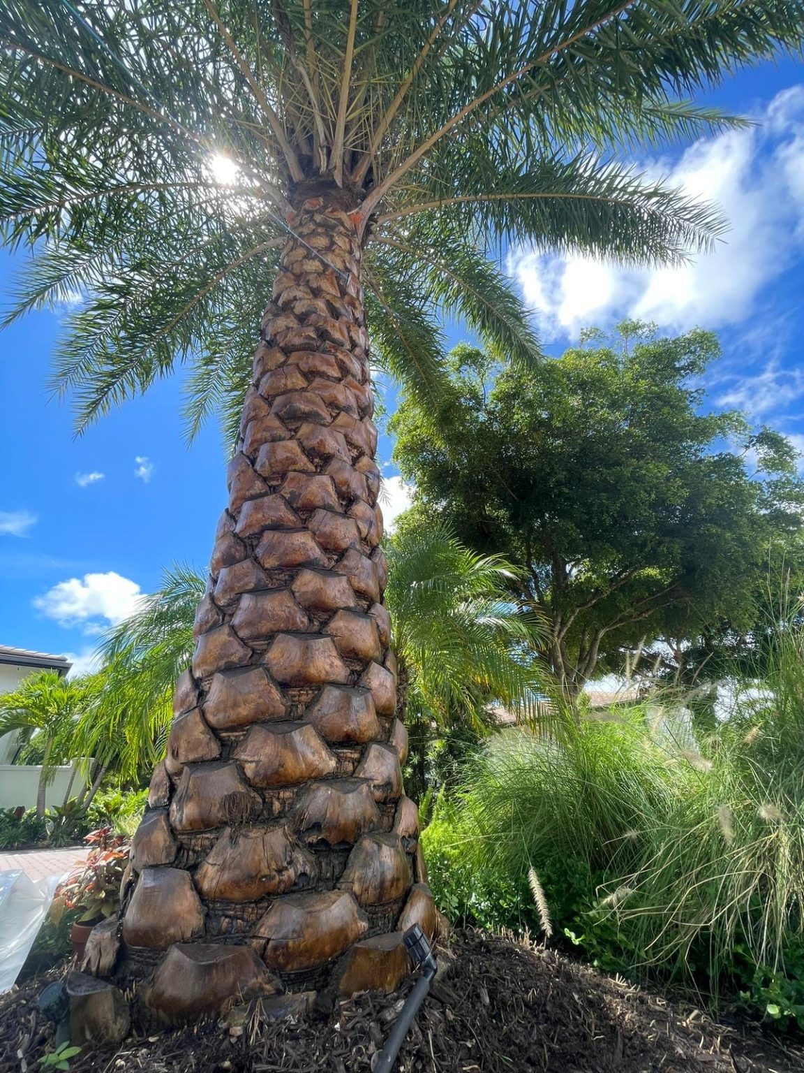 Should You Stain Palm Tree Trunks? Everything You Need to Know ...